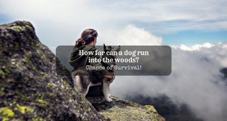 How far can a dog run into the woods? Chance of Survival!